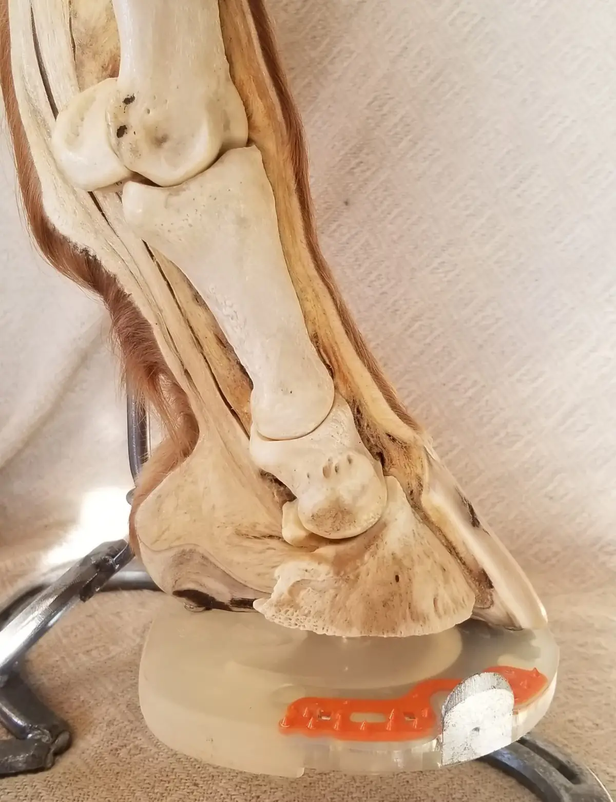 Duplo Composite Horseshoes USA – EQUINE HOOF SOLUTIONS